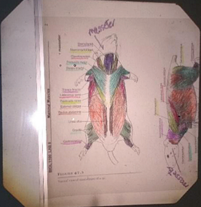 Biology students dissect a rat – The Collegian
