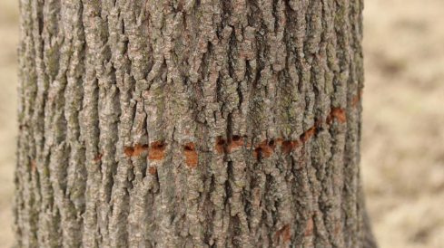 Cooke’s “Sapsucker Tree” Prof Talk – The Collegian