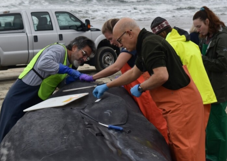 Causes of coastal NC whale strandings – The Collegian